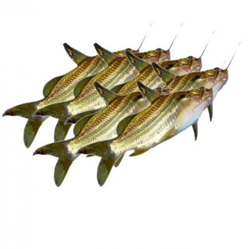 Gulsha Fish